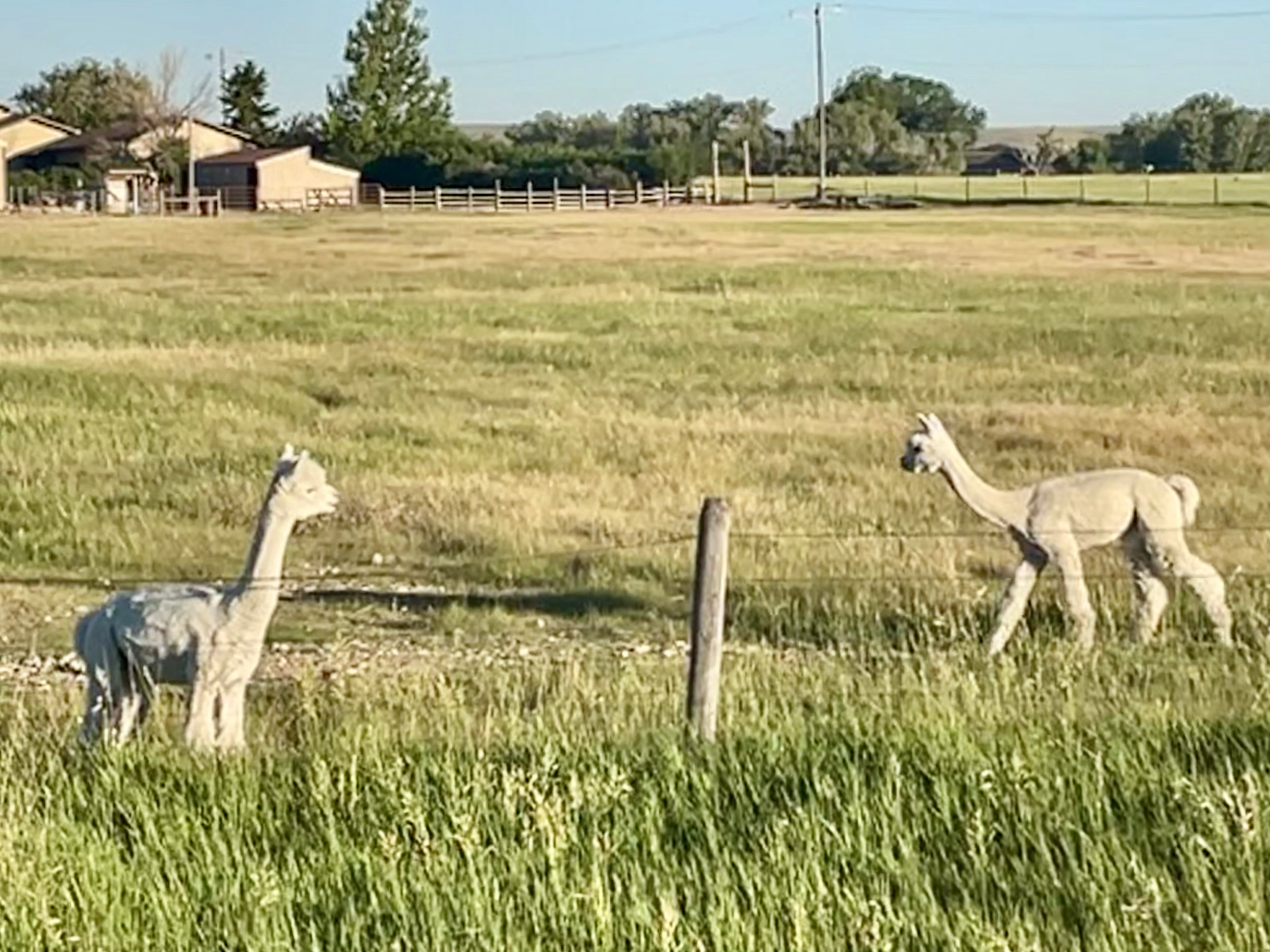 Day 18 Hobson to Mosby, MT 105 Miles (1128 total miles) – Just Pete Hiking