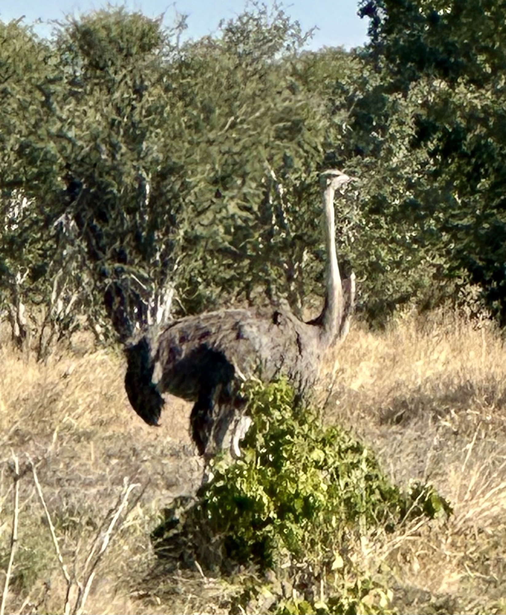 Okavango Delta, Day 1 – Just Pete Hiking